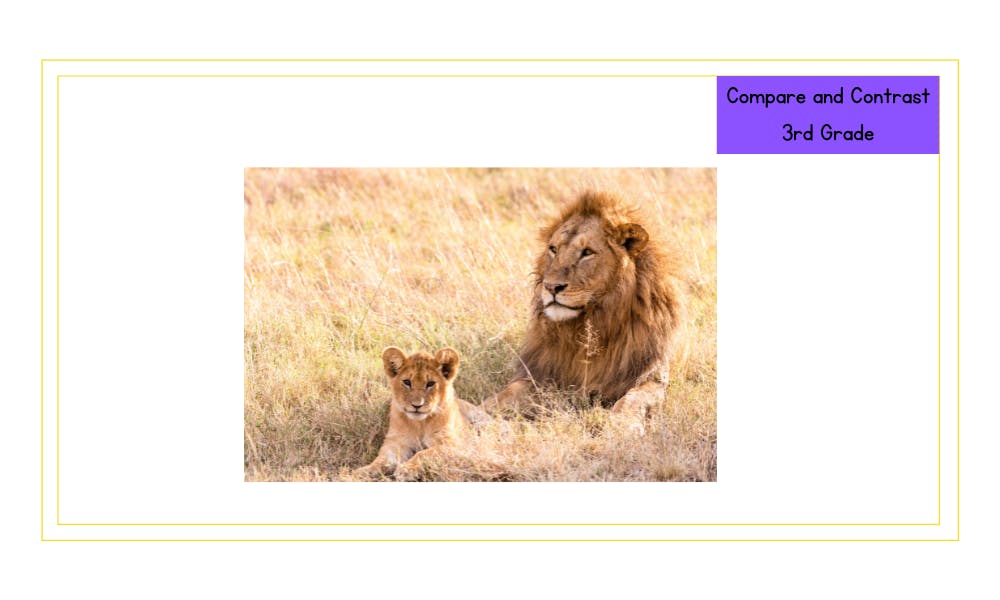 Reading Comprehension For 3rd Graders - Flashcards & Quizzes - Grammar